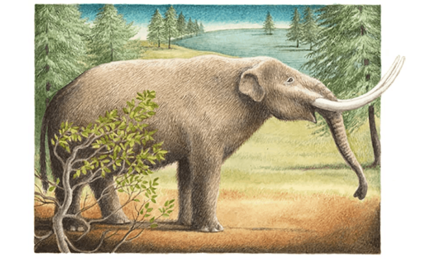 My Mastodon - Barbara Lowell Children's Book Author
